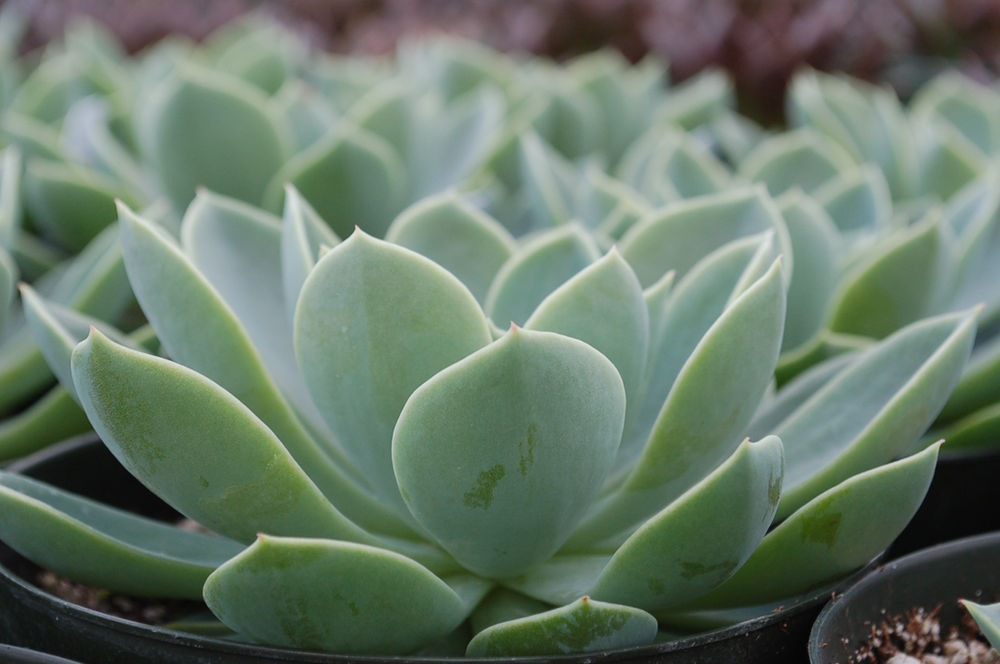 Echeveria ‘Blue Atoll’