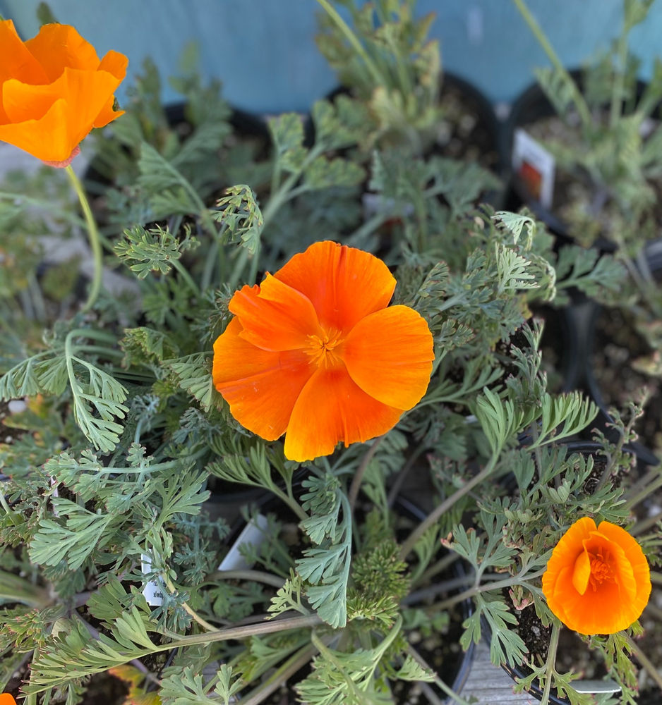 Eschscholzia californica