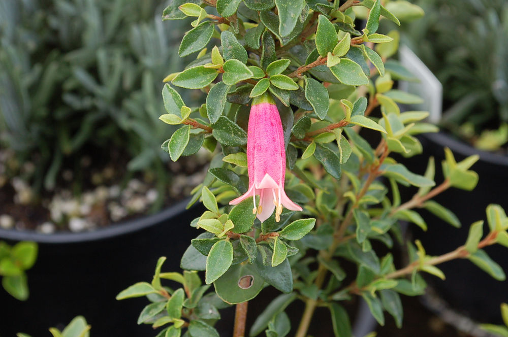 Correa (Australian Fuchsia)