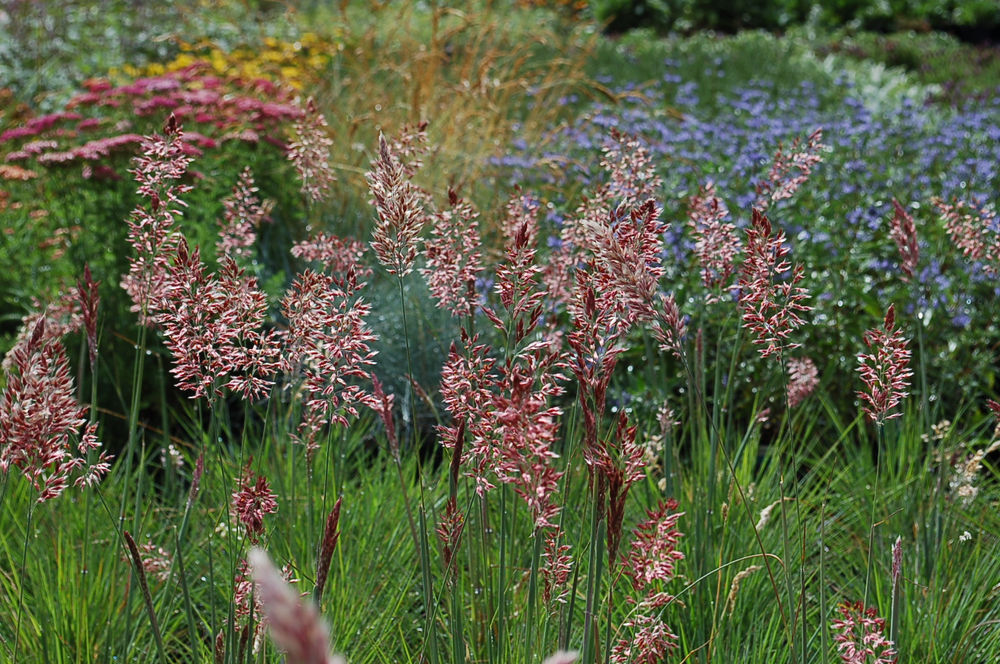 Melinus nerviglumis ‘Pink Champagne’ (Ruby Grass)