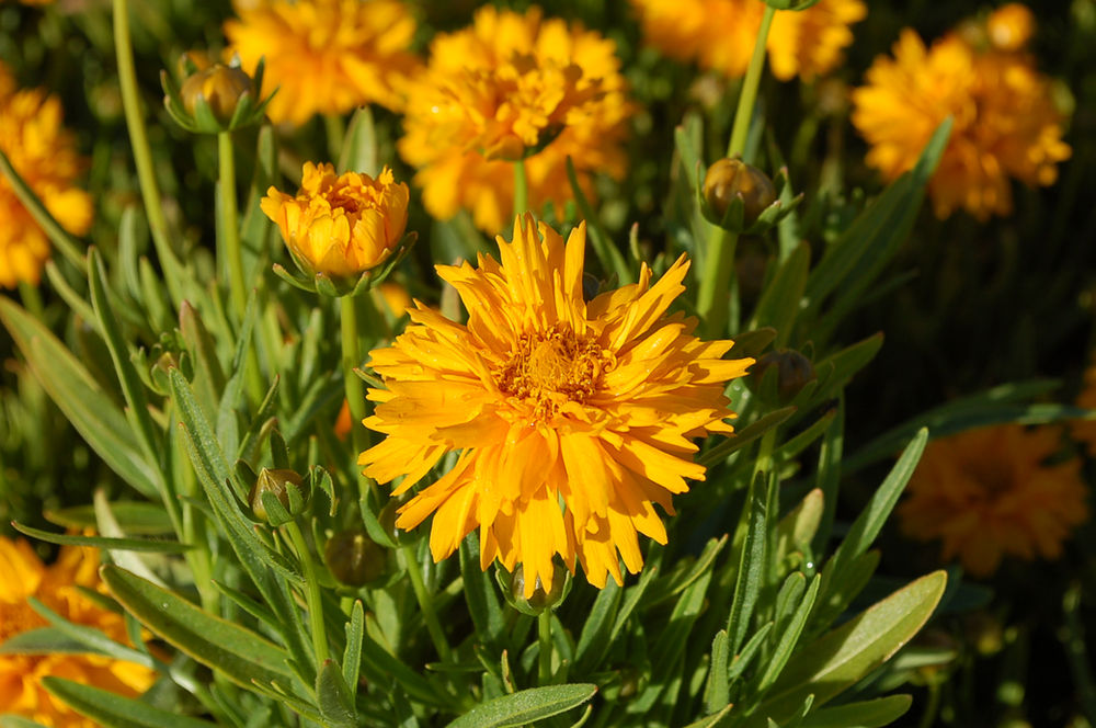 Coreopsis grandiflora ‘Double the Sun’