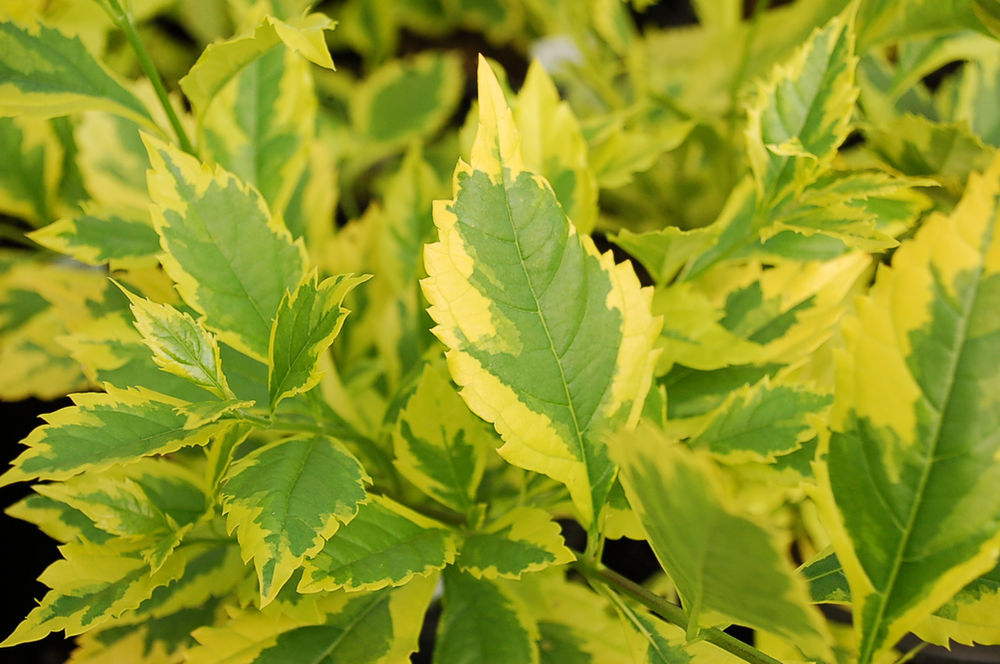 Duranta erecta ‘Gold Edge’