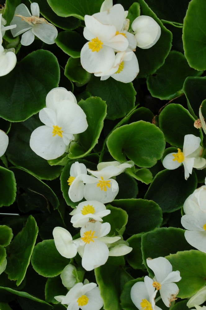 Begonia semperflorens aka ‘Wax Begonia’, ‘Bedding Begonia’, ‘Fibrous ...