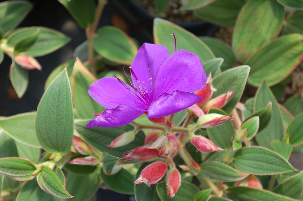 Tibouchina urvilleana ‘Princess Flower’