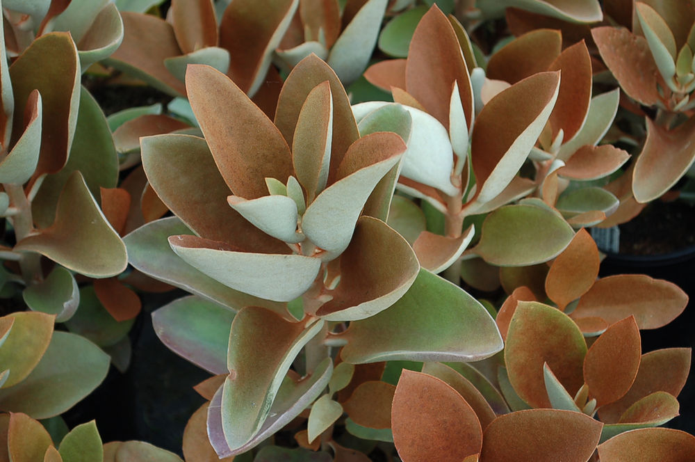 Kalanchoe orgyalis ‘Copper Spoons’ (Copper Kalanchoe)