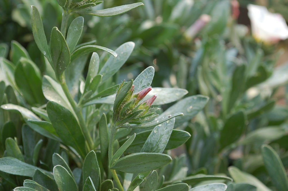 Convolvulus cneorum ‘Bush Morning Glory’ (Silver Bush)