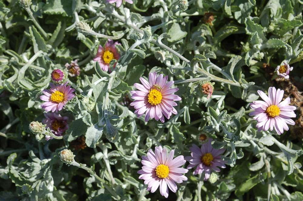 Lessingia filaginifolia ‘Silver Carpet’ (Silver Carpet Beach Aster)