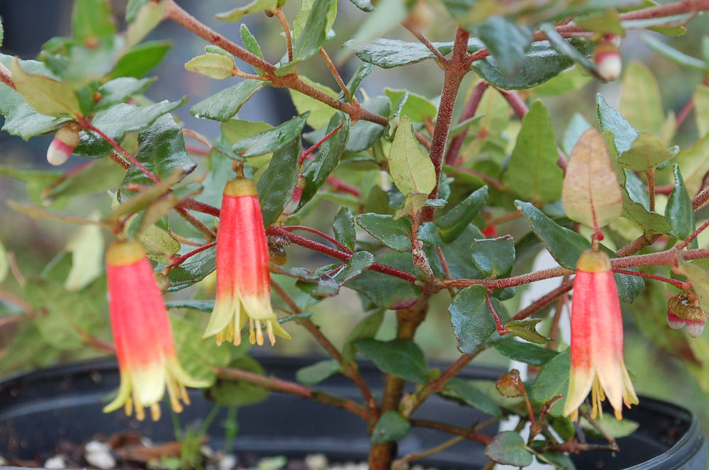 Correa (Australian Fuchsia)