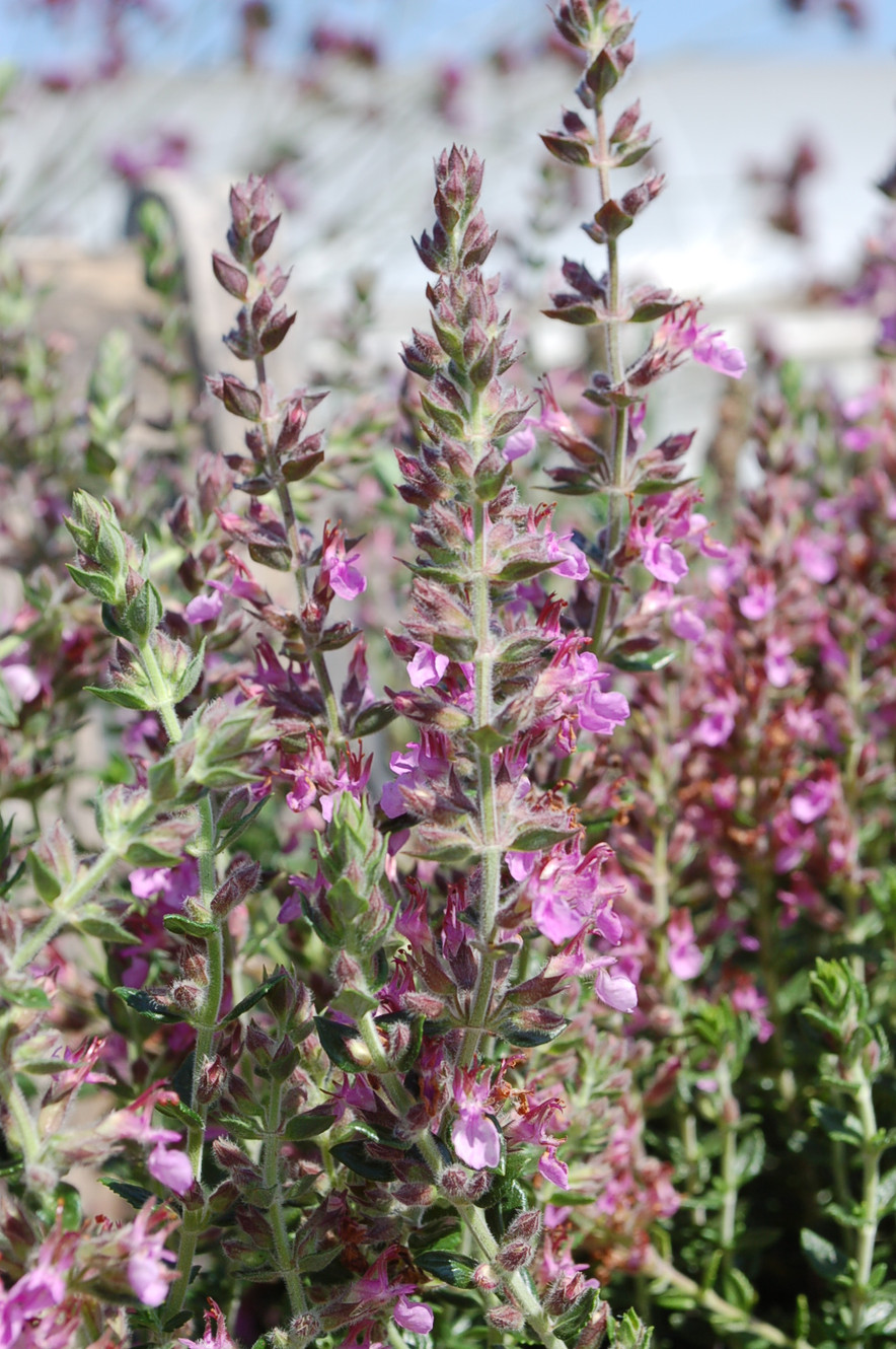Teucrium chamaedrys (Germander)