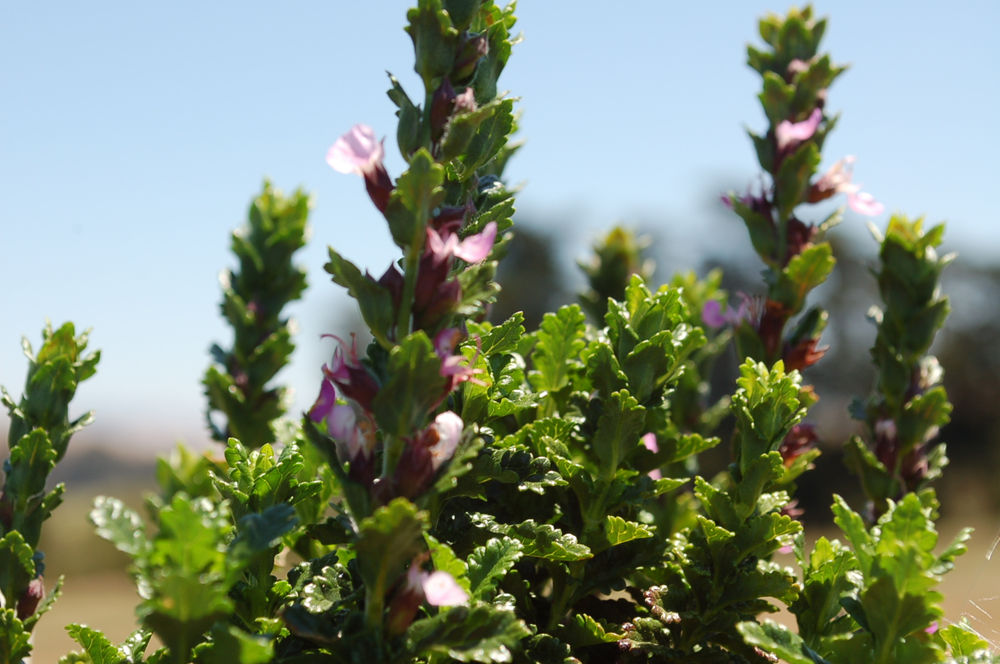Teucrium chamaedrys ‘Germander’