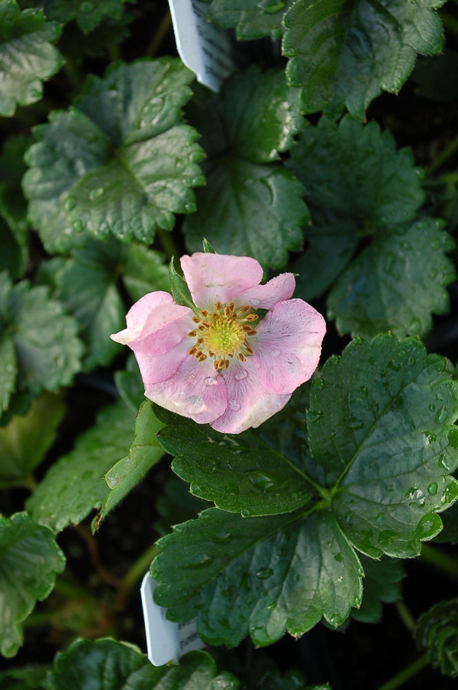 Strawberry ‘Roman Pink’, ‘Toscano Deep Rose’ & ‘Summer Breeze Deep Rose ...