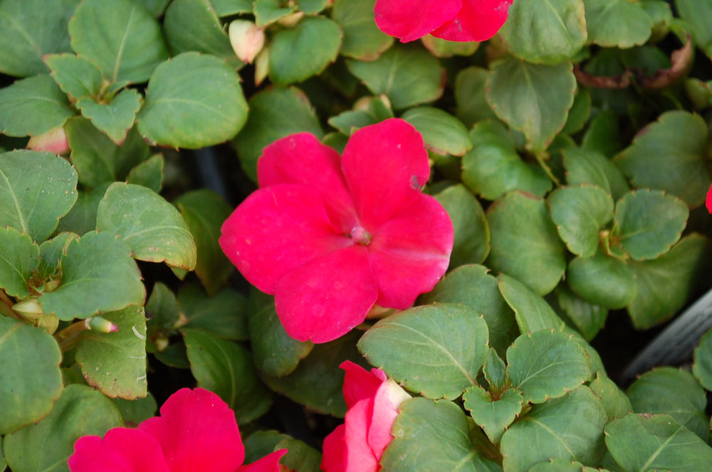 Impatiens walleriana ‘Imara’™ XDR