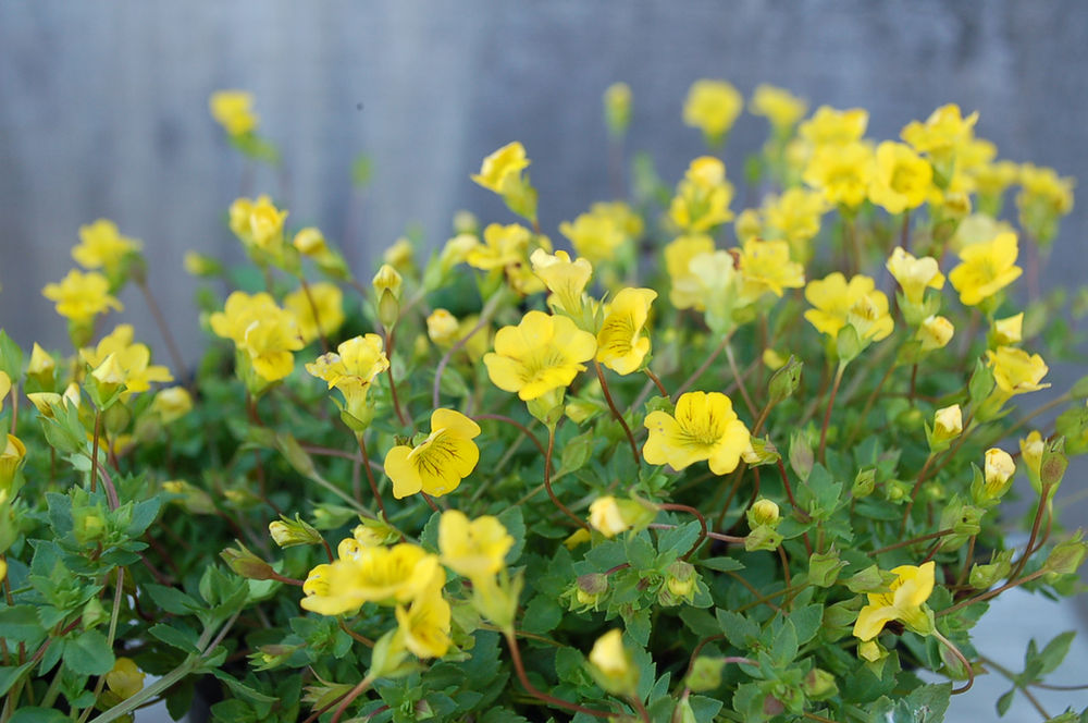 Mecardonia grandiflora ‘Garden Freckles’™