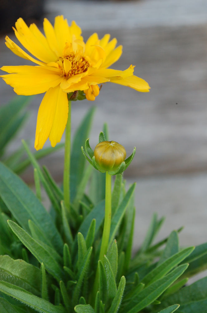 Coreopsis grandiflora ‘Double the Sun’