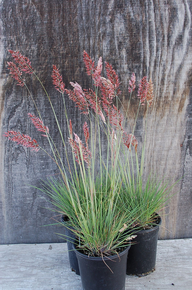 Melinus nerviglumis ‘Pink Champagne’ (Ruby Grass)