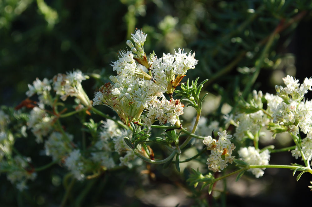 Eriogonum fasciculatum ‘Warriner Lytle’ (California Buckwheat)