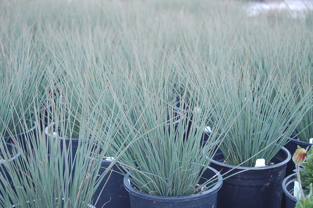 Juncus tenuis ‘Blue Darts’ (Common Rush)