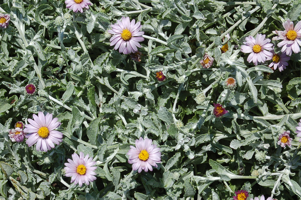 Lessingia filaginifolia ‘Silver Carpet’ (Silver Carpet Beach Aster)