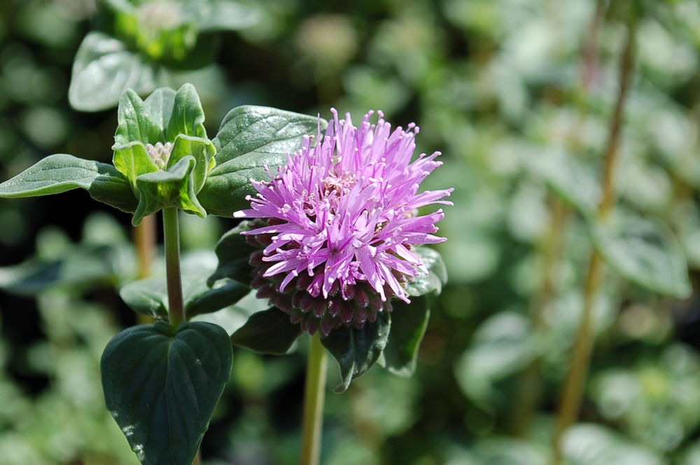 Monardella villosa ‘Russian River’ (Russian River Coyote Mint)