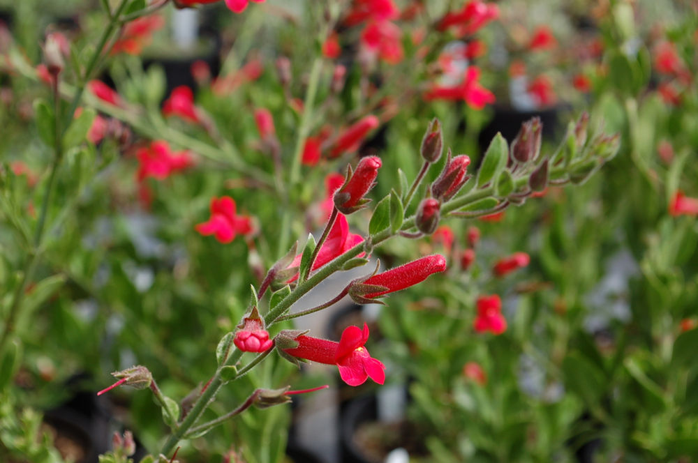 Galvezia speciosa (Island Snapdragon)