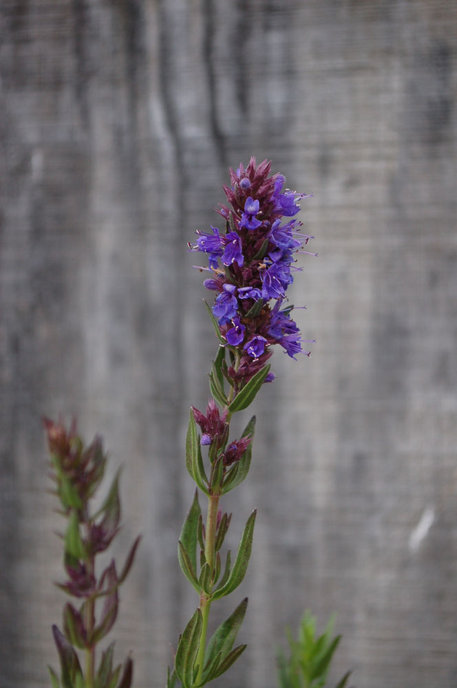 Hyssop officinalis (Hyssopus officinalis)