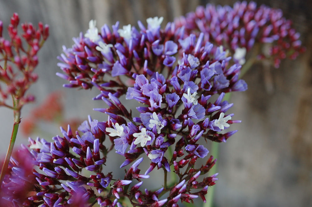 Statice perezii (Limonium perezii)