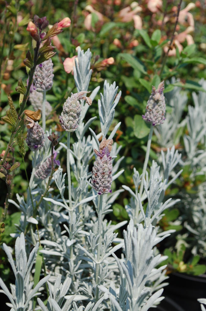 Lavandula stoechas ‘Silver Anouk’ (Spanish Lavender)