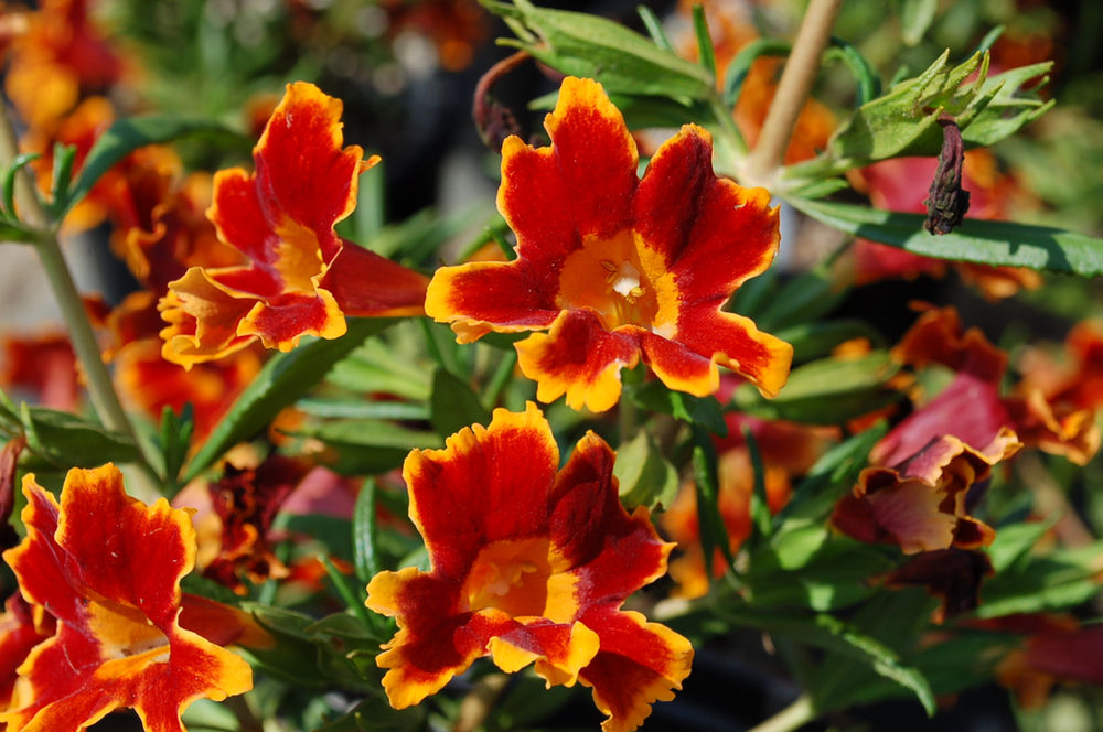 Mimulus ‘Jelly Bean’™ (Sticky Monkey Flower)
