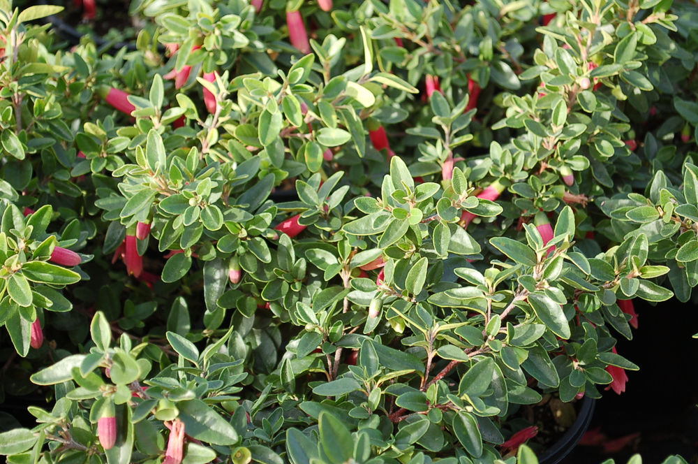 Correa ‘Carmine Bells’ aka ‘Dusky Bells’