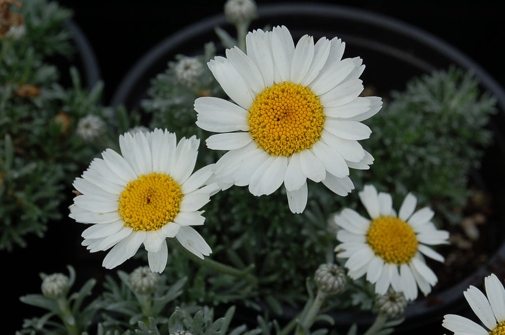 Leucanthemum hosmariense ‘Moroccan Daisy’
