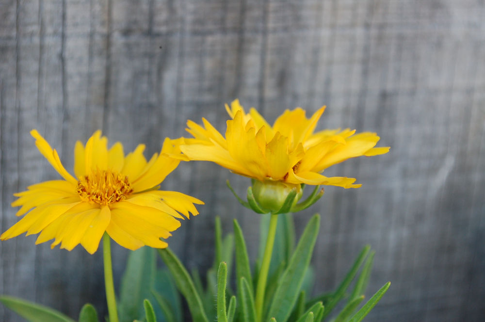Coreopsis grandiflora ‘Double the Sun’