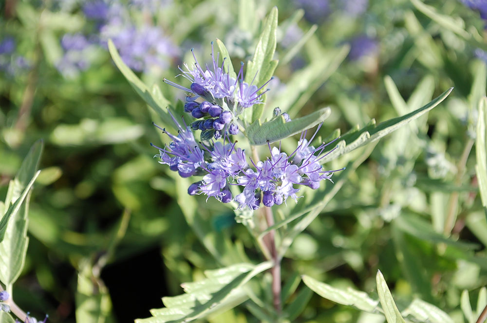 Caryopteris x clandonensis ‘Dark Knight’ (Blue Beard, Blue Mist Spirea)