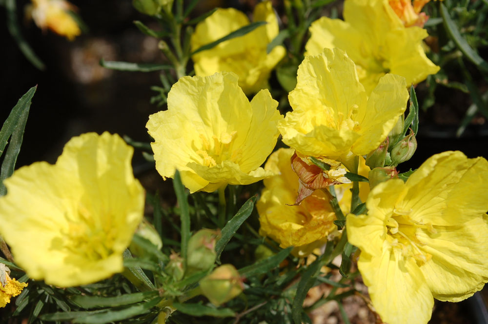 Calylophus drummondianus