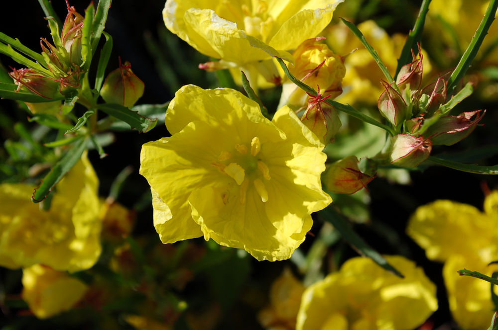 Calylophus drummondianus (Texas Primrose, Square Bud Primrose)