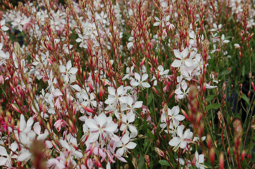 Gaura lindheimeri ‘Siskiyou Pink’, ‘Whirling Butterflies’, and ‘Sparkle ...