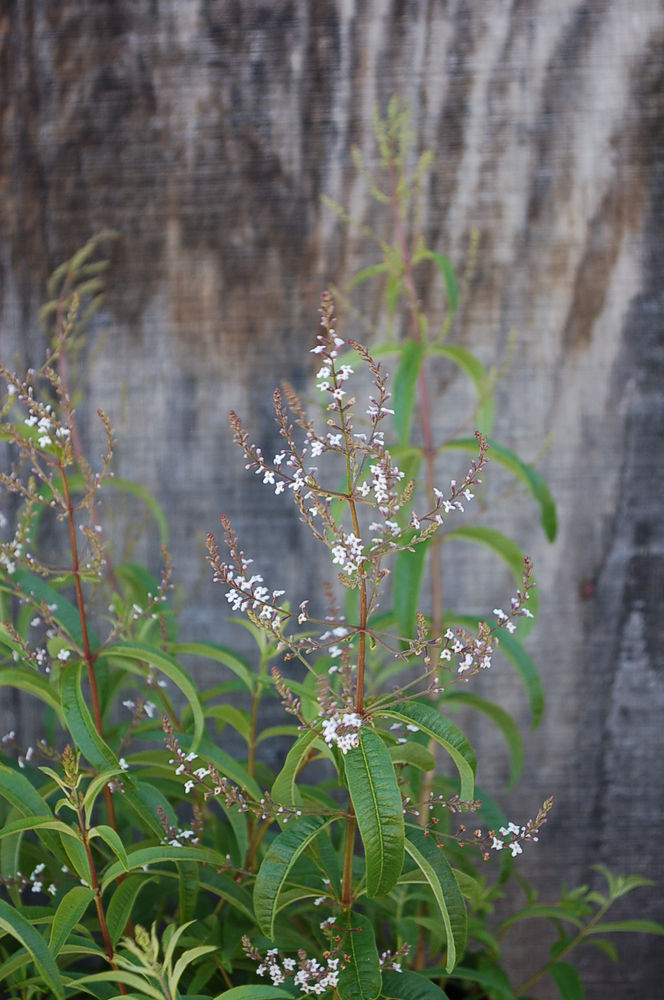 Aloysia triphylla ‘Lemon Verbena’ (Aloysia citrodora, Lippia citriodora)
