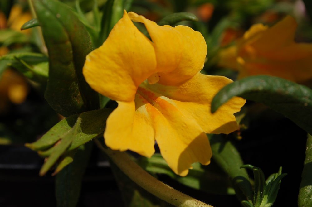 Mimulus ‘Jelly Bean’™ (Sticky Monkey Flower)