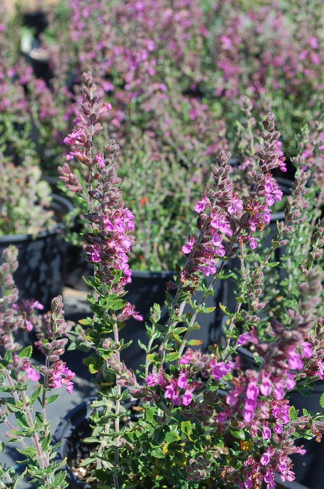 Teucrium chamaedrys ‘Germander’