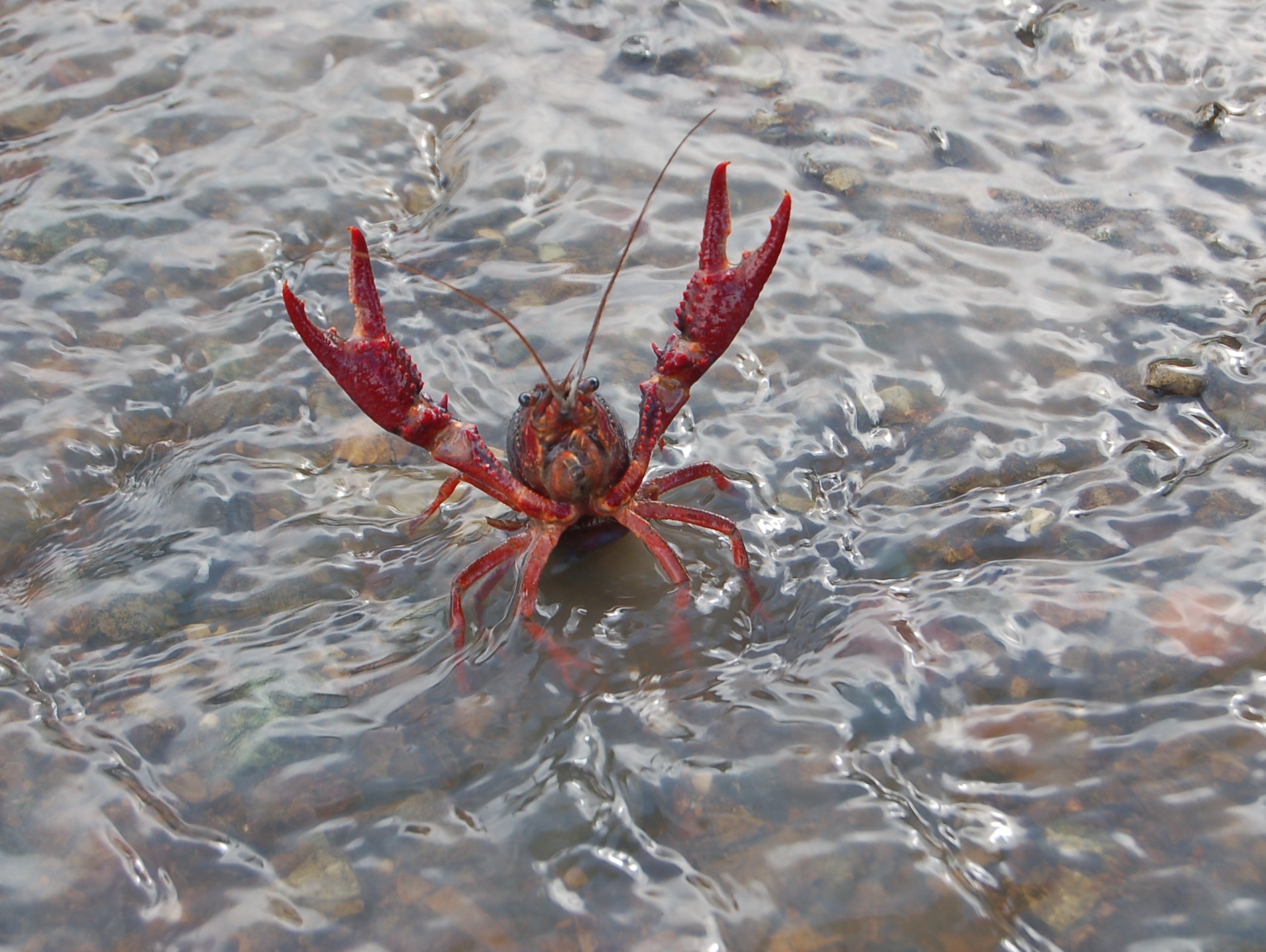 Clearwater Color Nursery Around the Nursery