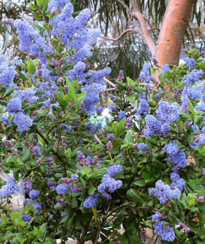 Ceanothus ‘Ray Hartman’