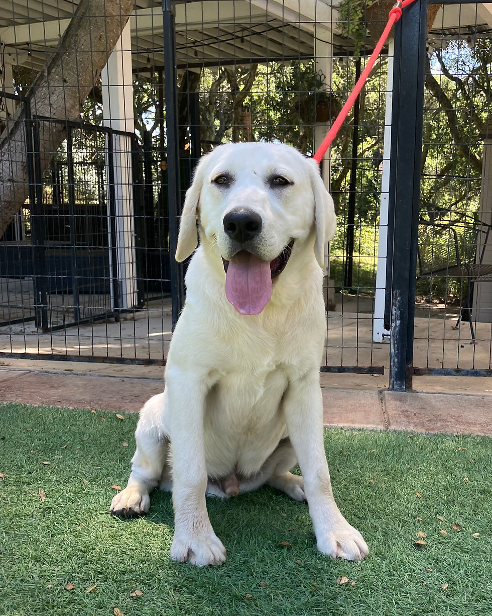 Stofer's Started, Trained Labrador Retriever Puppies