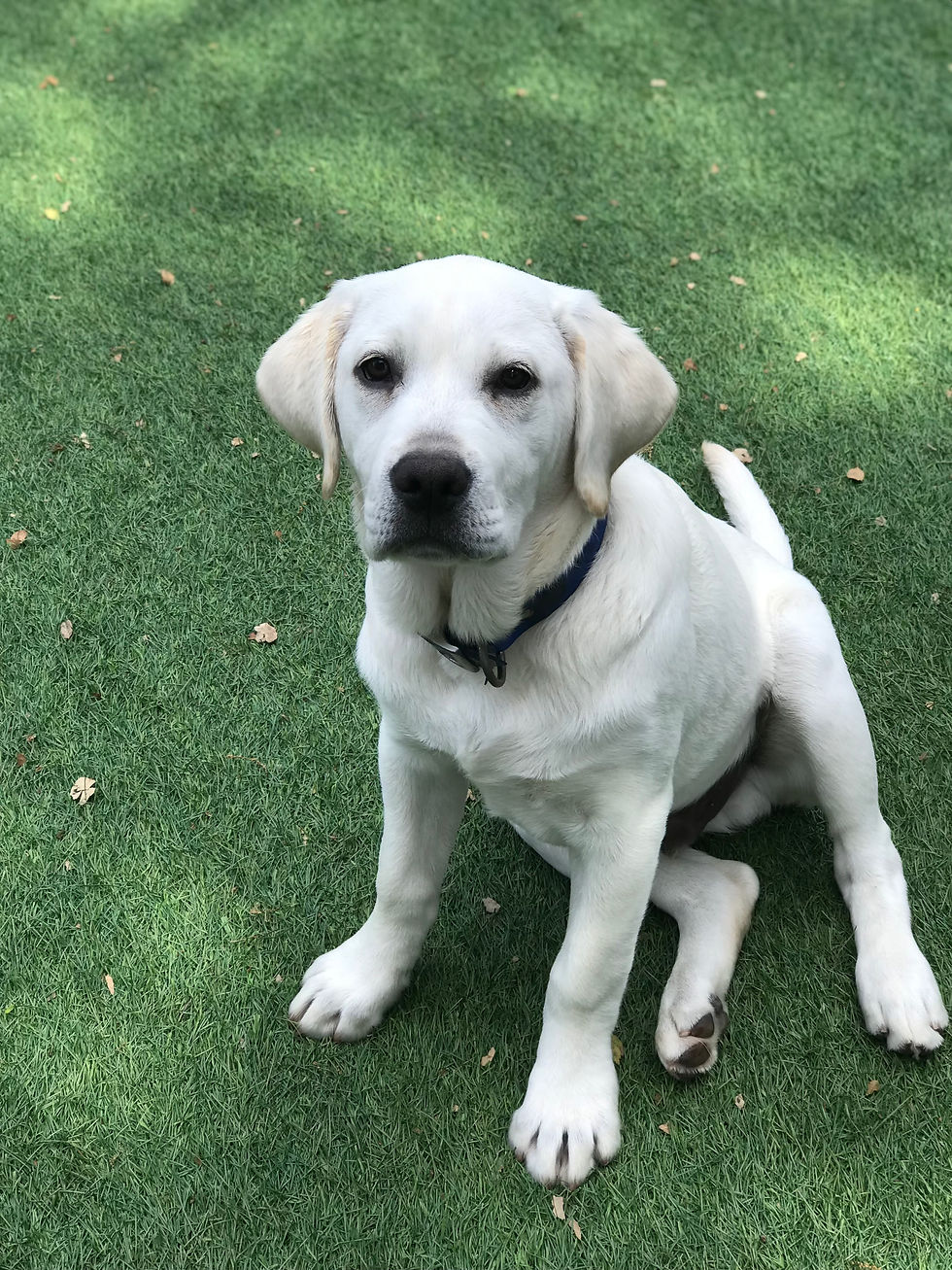 Stofer's Started, Trained Labrador Retriever Puppies