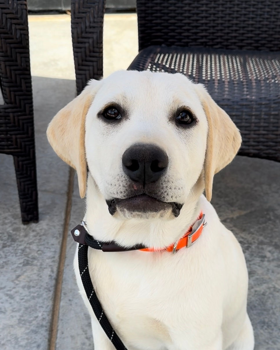 Stofer's Started, Trained Labrador Retriever Puppies