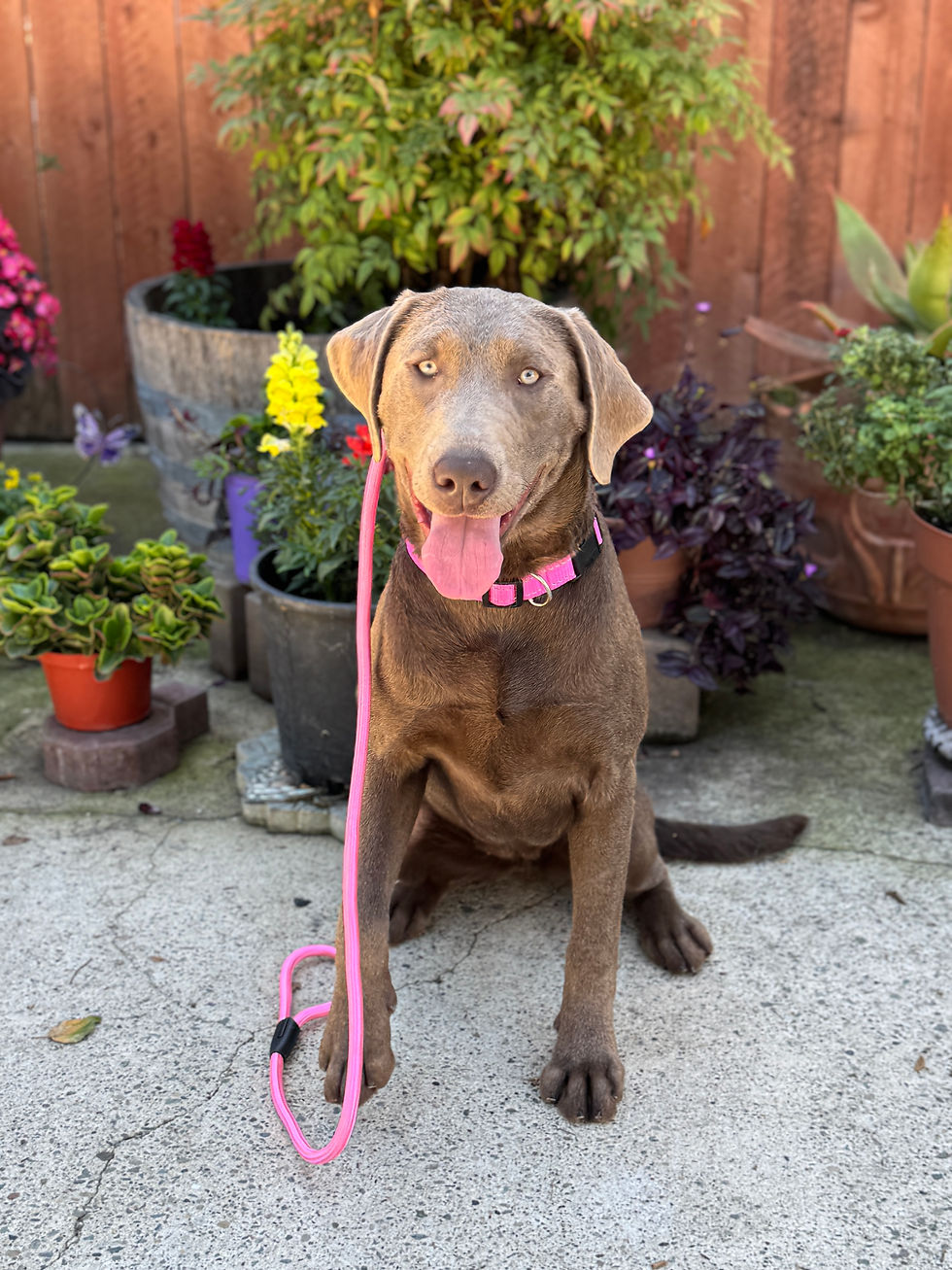 pointer yellow lab mix
