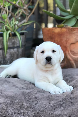 Stofer's Upcoming Litters of Labrador Retriever Puppies