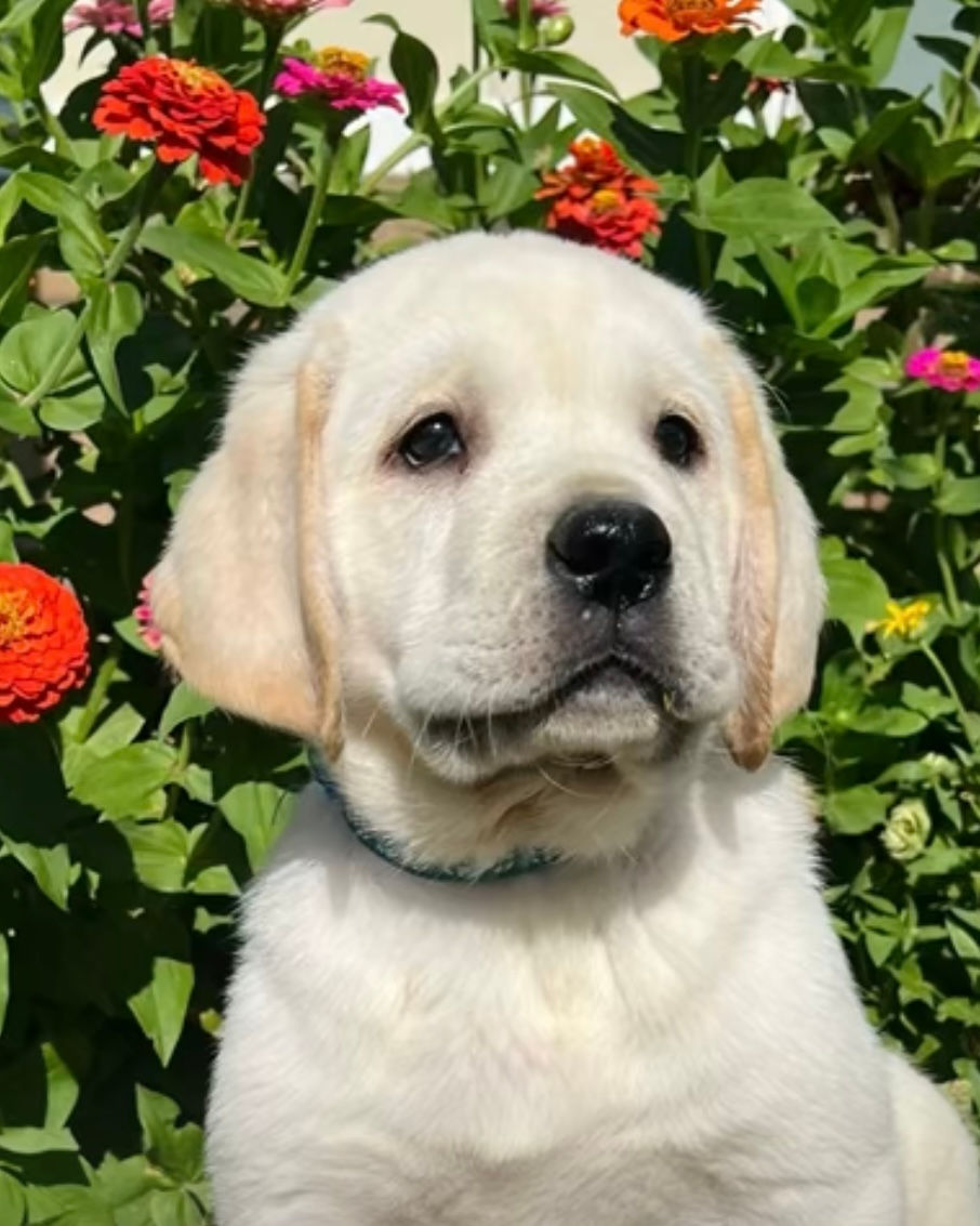 Stofer's Started, Trained Labrador Retriever Puppies