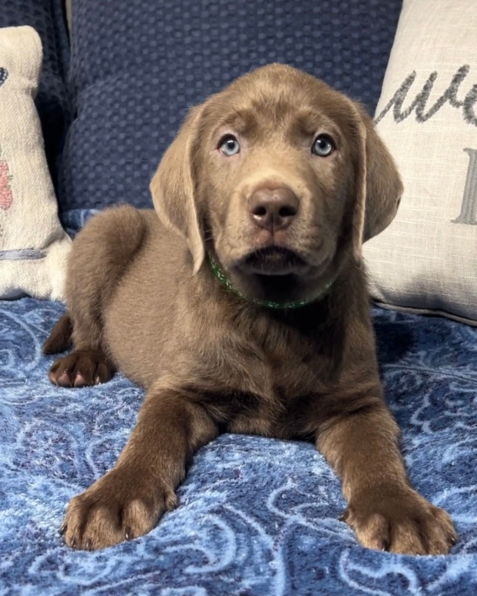 Stofer's Started, Trained Labrador Retriever Puppies