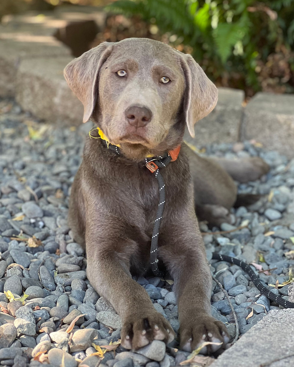 Stofer's Started, Trained Labrador Retriever Puppies