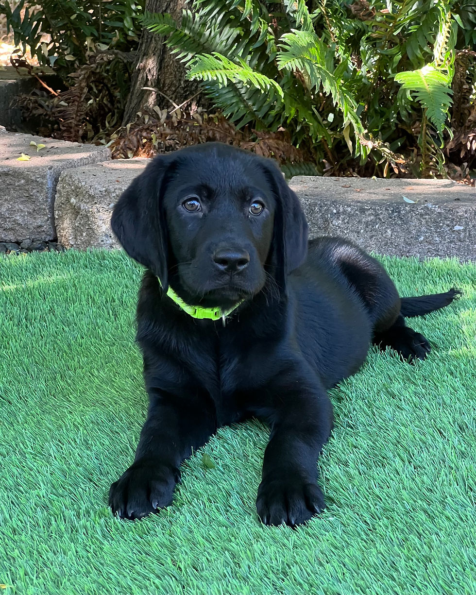 Stofer's Started, Trained Labrador Retriever Puppies