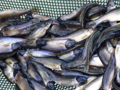 Lucky's Live Bait - Tuffy Fathead Minnows | Clark's Outfitters